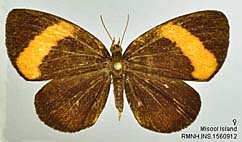 Papua Insects Foundation (Lepidoptera/Callidulidae: thumbnails)